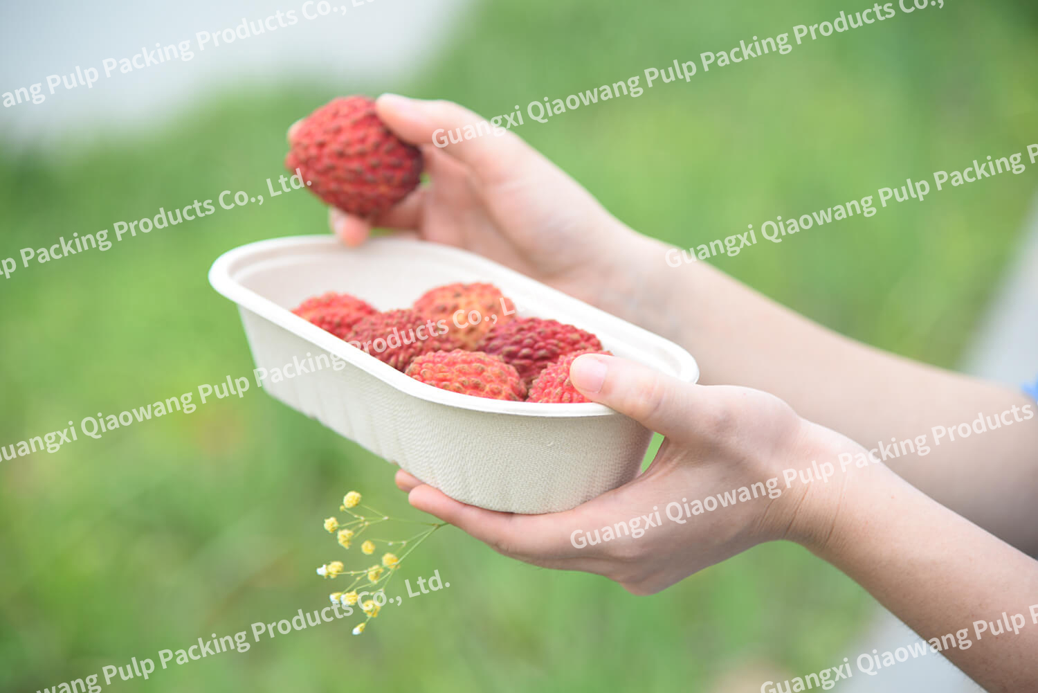 Behind the Scenes: The Manufacturing Process of Bagasse Clamshells by ...